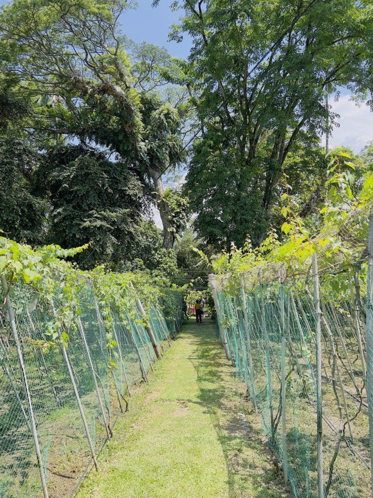 Bukid Feels in the City at Arbor Farms