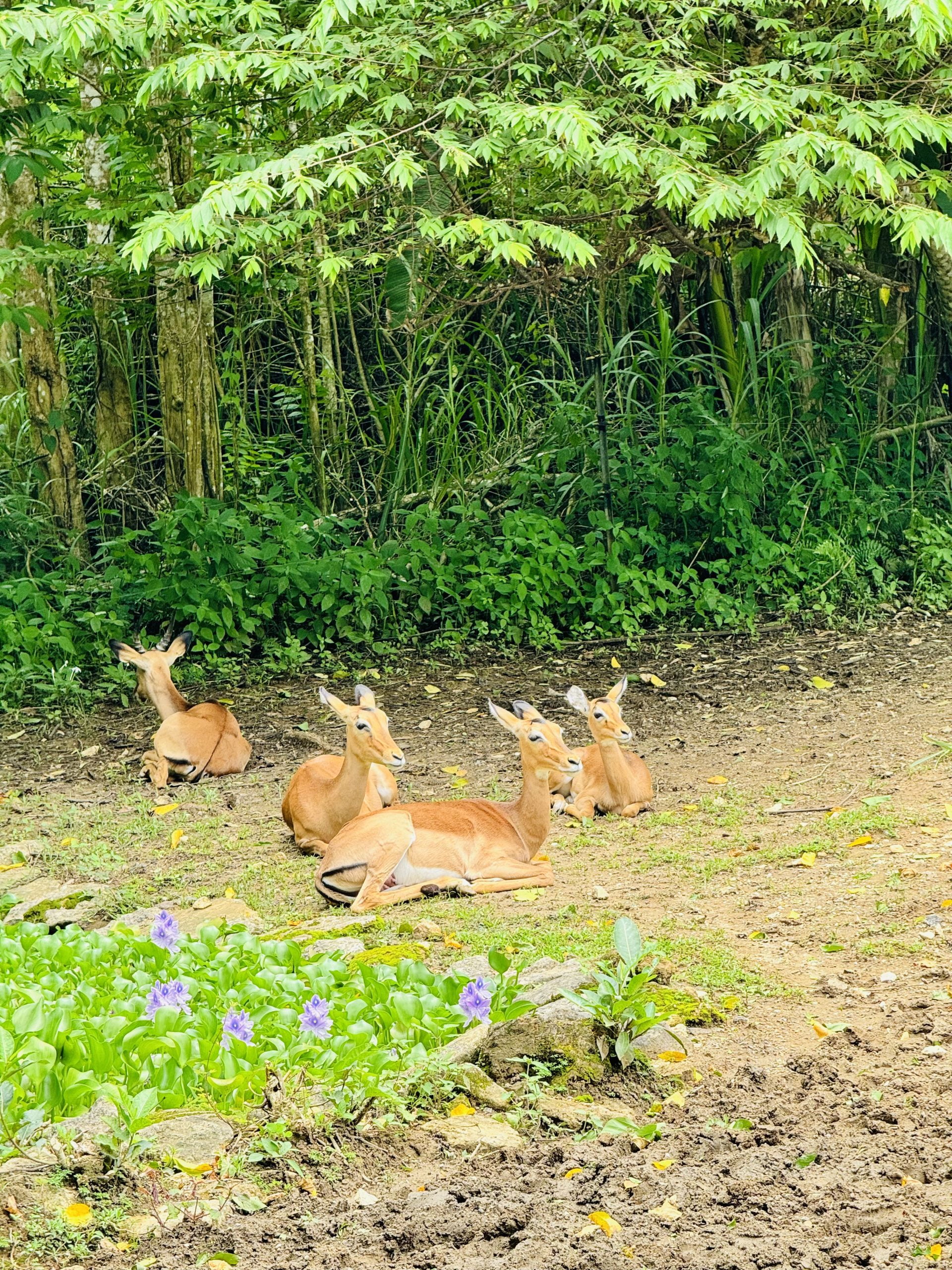Wildlife Encounters at Cebu Safari and Adventure Park