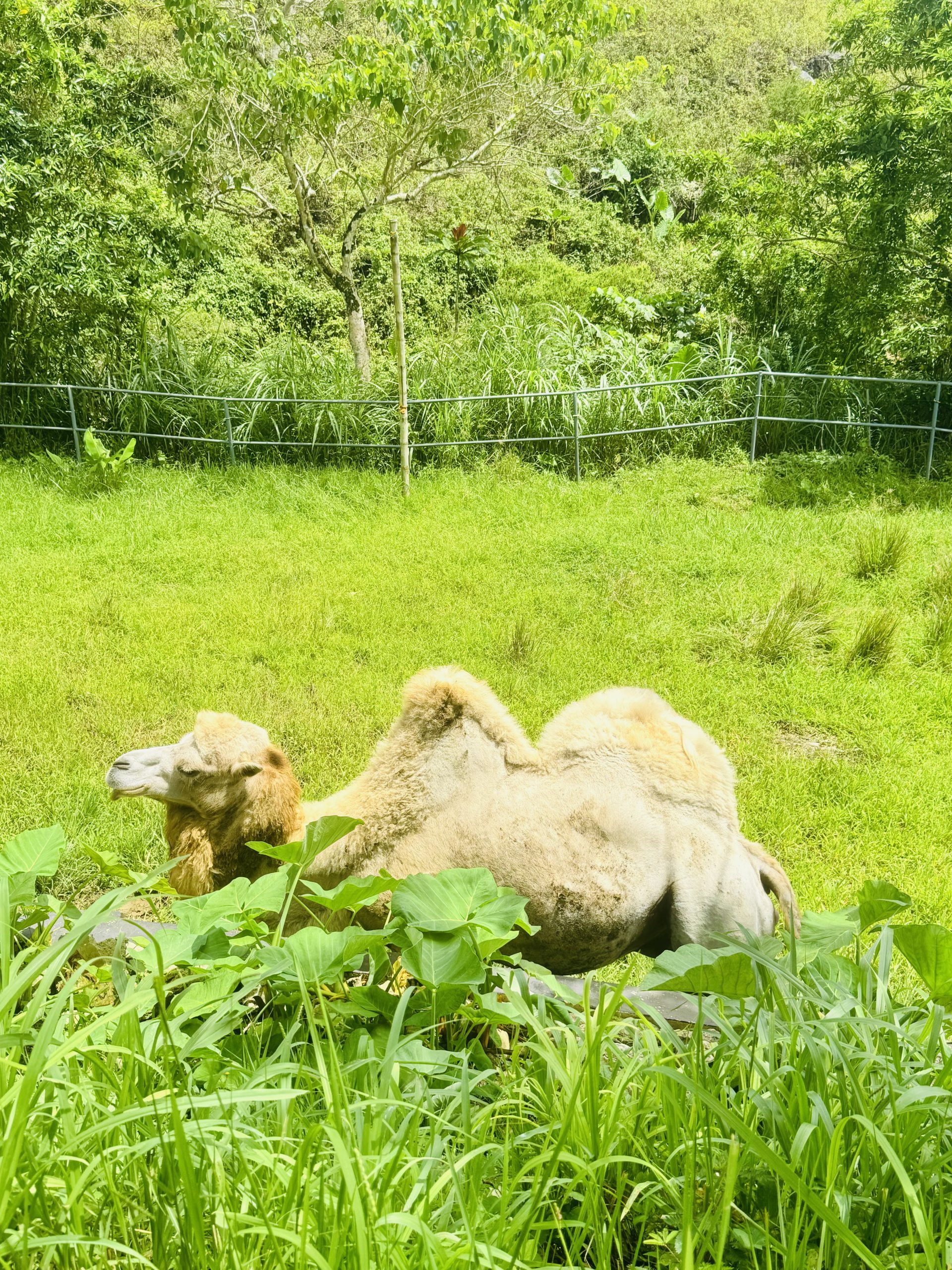 Wildlife Encounters at Cebu Safari and Adventure Park