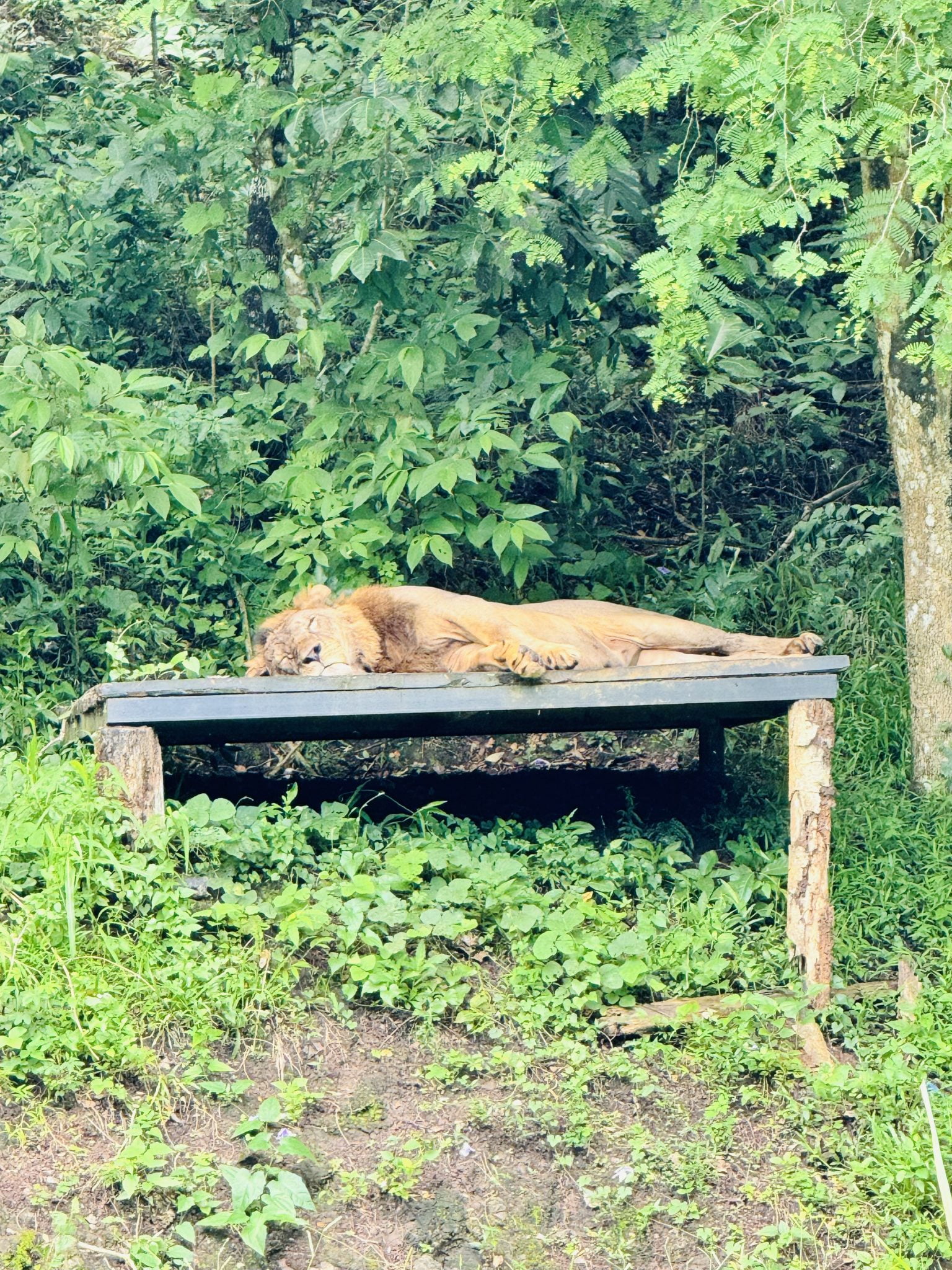 Wildlife Encounters at Cebu Safari and Adventure Park