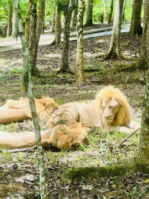 Wildlife Encounters at Cebu Safari and Adventure Park