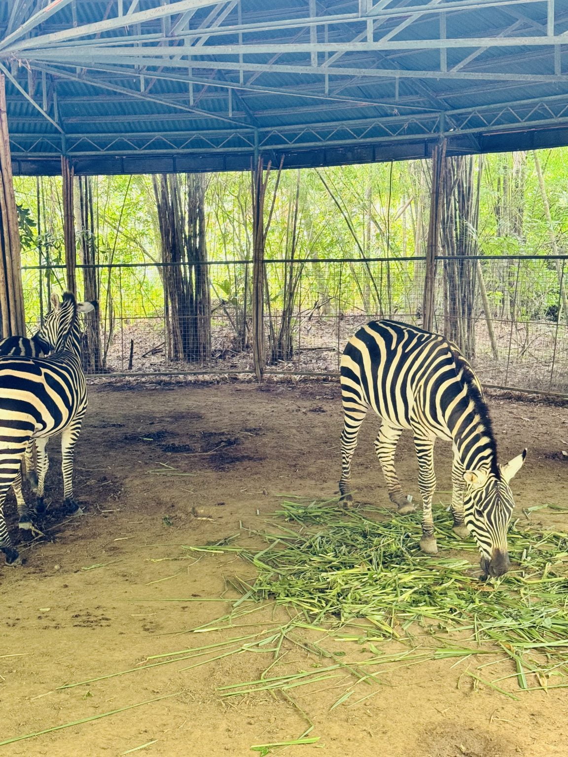 Wildlife Encounters at Cebu Safari and Adventure Park